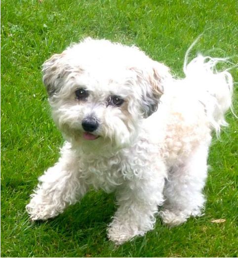 Bolonka Zwetna Hundezucht Hof Poggensee